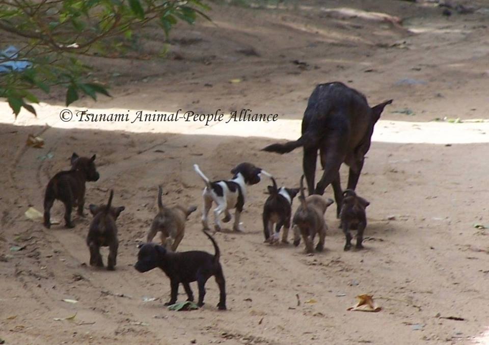 Tsunami Animal-People Alliance, Hokandara ~ project 03 – WereldAsielen