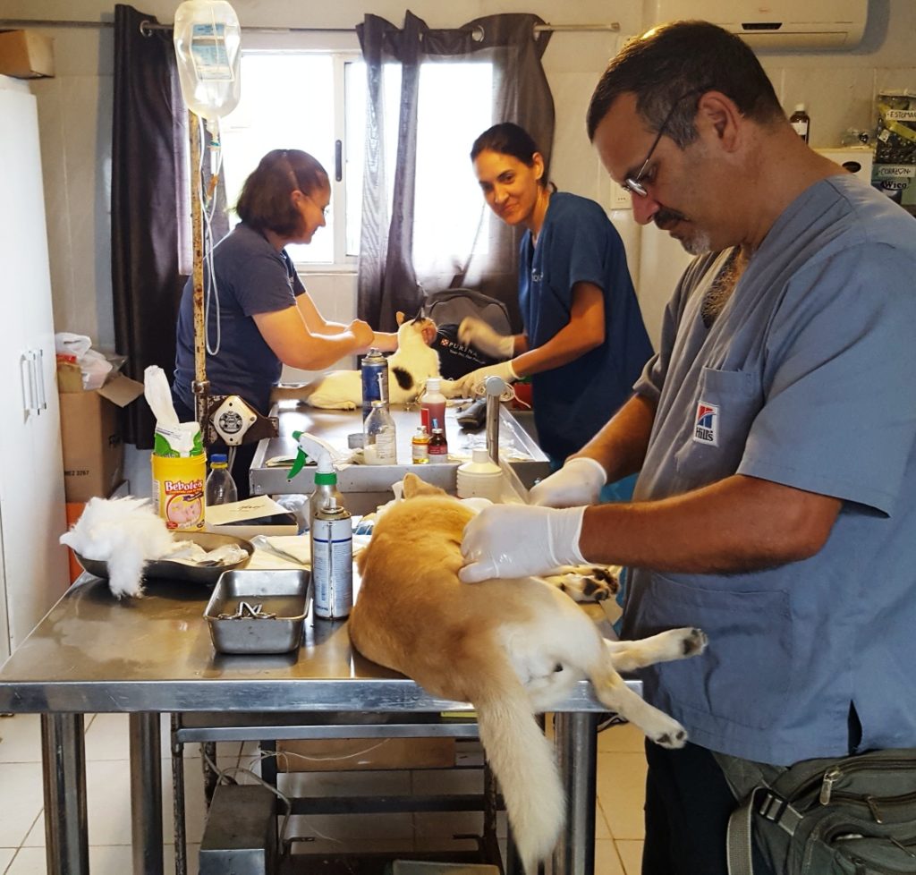 Animal Help, Pando ~ project 29 – WereldAsielen