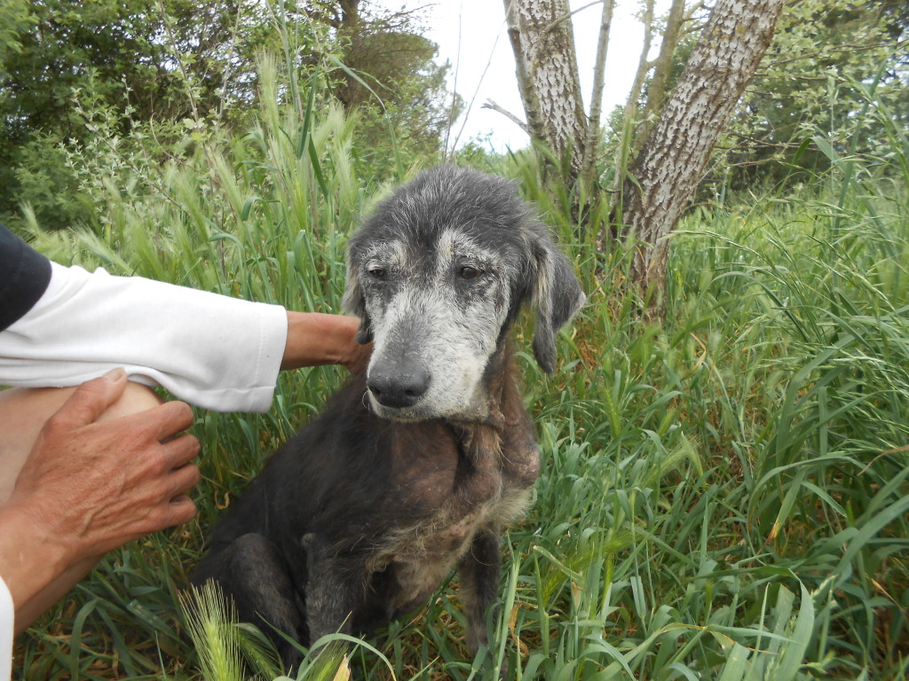 RAPA (José en Ana), Massanes ~ project 82 – WereldAsielen